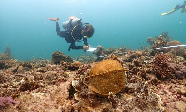 Young islanders learn to preserve, appreciate coral reefs in Semporna